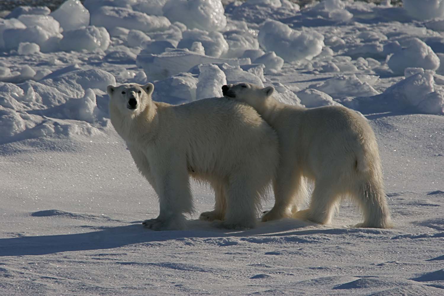 L’orso polare delle Svalbard - Svalbard.it